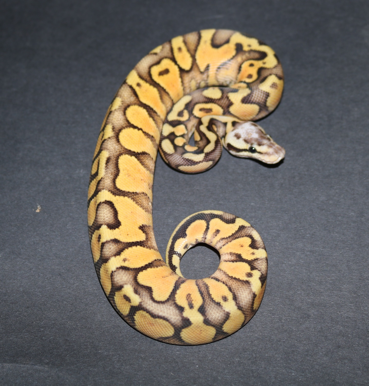 Super Pastel Yellow Belly Ball Python by Wards World Of Reptile ...