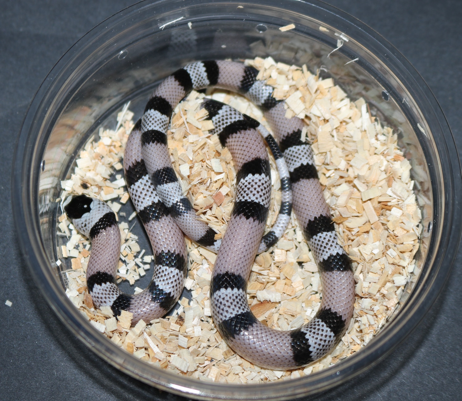 Anery Honduran Milk Snake by Wards World Of Reptile Propagation ...