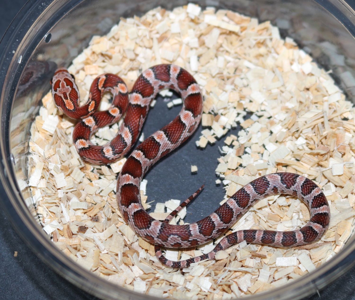 Okeetee Corn Snake by Wards World Of Reptile Propagation - MorphMarket