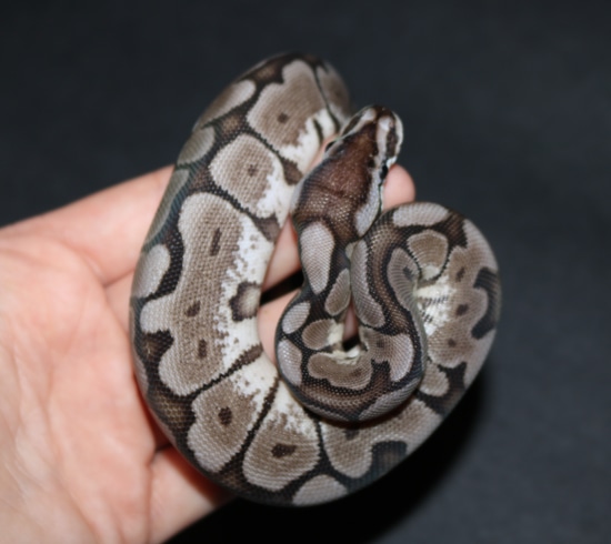 VPI Axanthic Spider Ball Python by Wards World Of Reptile Propagation