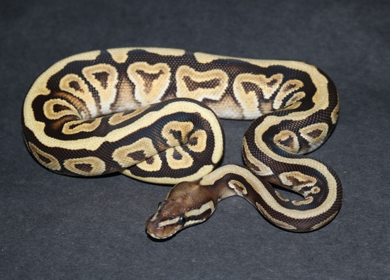 Mojave Spotnose Ball Python by Wards World Of Reptile Propagation