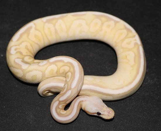 Banana Pewter Fire Ball Python by Wards World Of Reptile Propagation