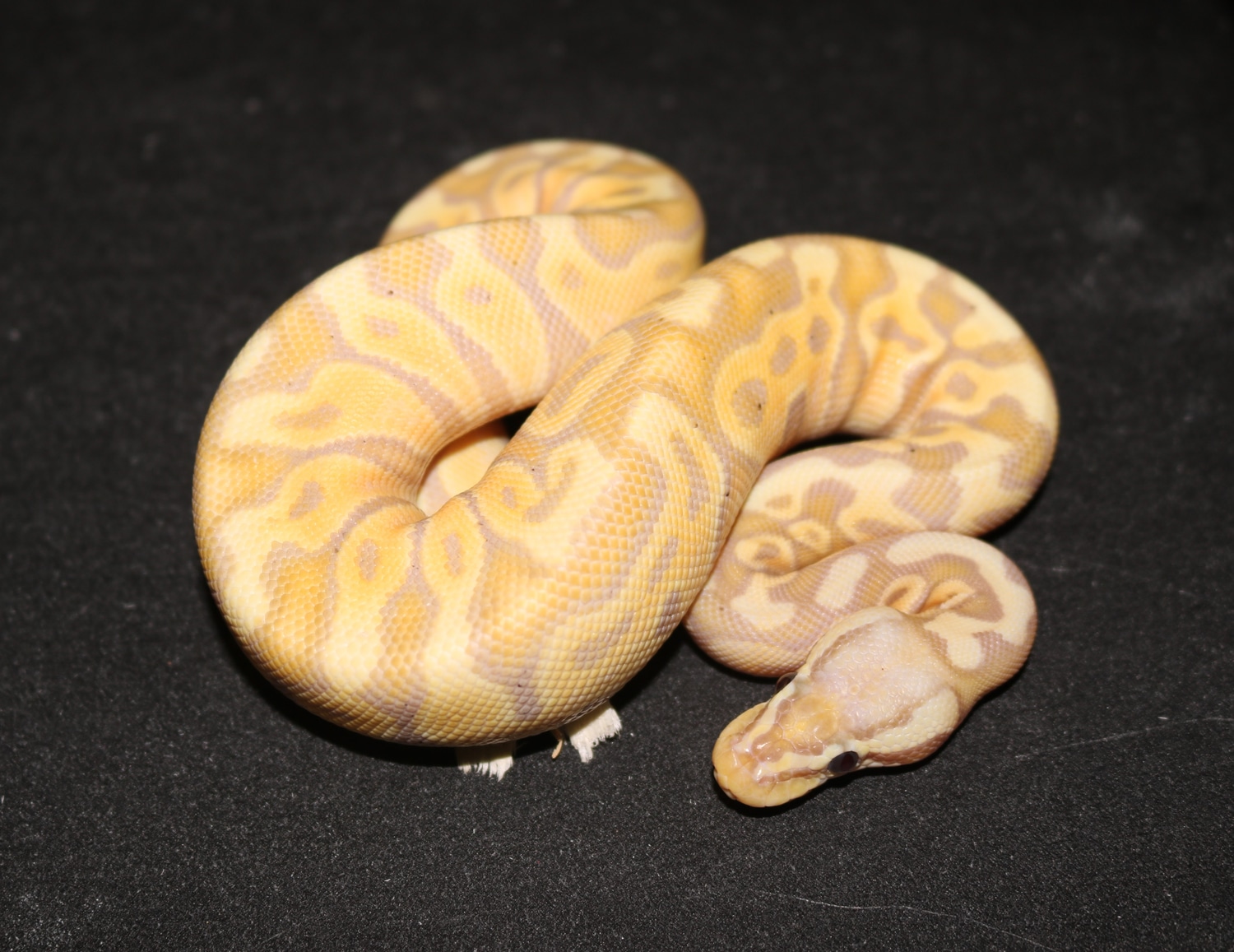 Banana Firefly Ball Python by Wards World Of Reptile Propagation ...