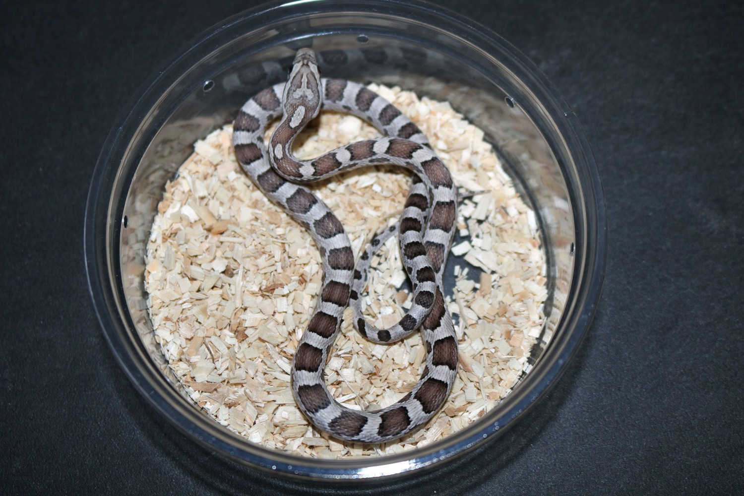 Anery Het Scaleless Het Dilute Blue Corn Snake by Wards World Of ...