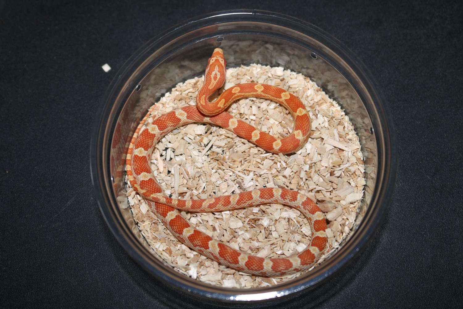Creamsicle Het Palmetto Corn Snake by Wards World Of Reptile ...