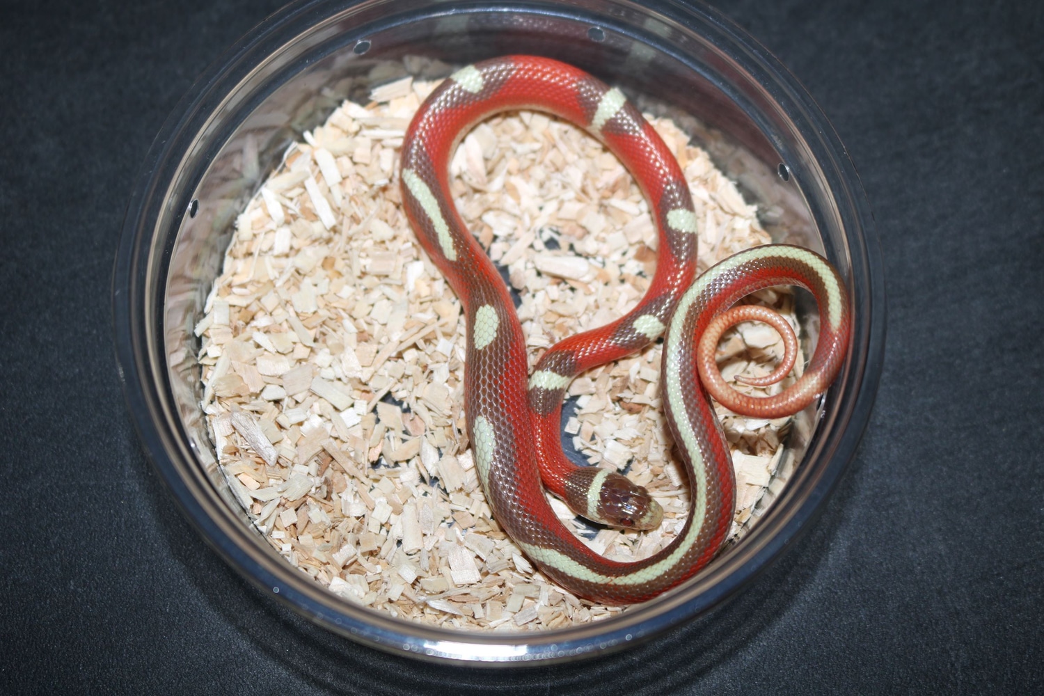 T+ Splotched / Abberent Nelson's Milk Snake by Wards World Of Reptile ...