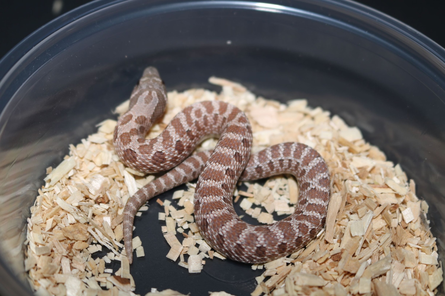 Lavender Western Hognose by Wards World Of Reptile Propagation ...