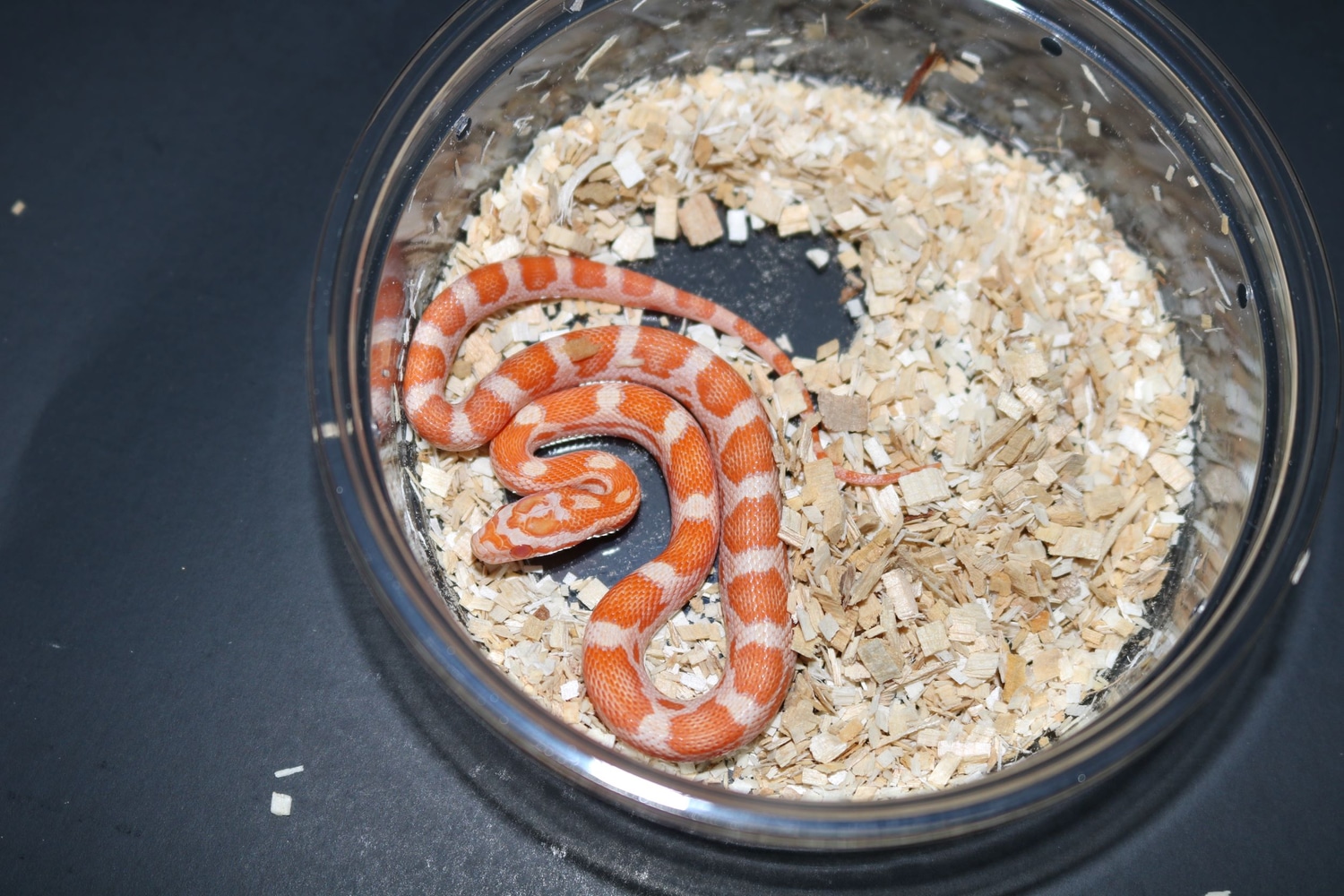 Creamsicle Corn Snake by Wards World Of Reptile Propagation - MorphMarket