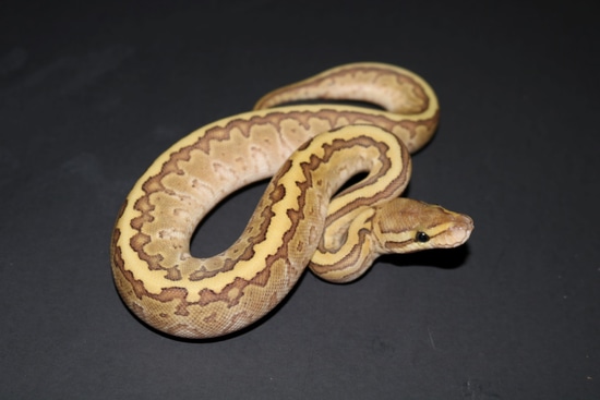 Kingpin Vanilla Ball Python by Wards World Of Reptile Propagation
