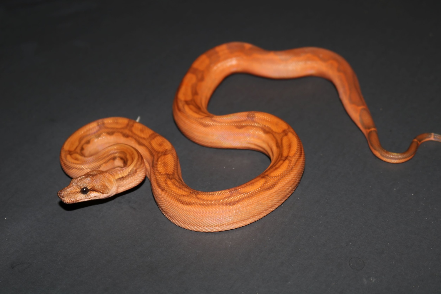 Motley El Diablo Boa Constrictor by Wards World Of Reptile Propagation ...