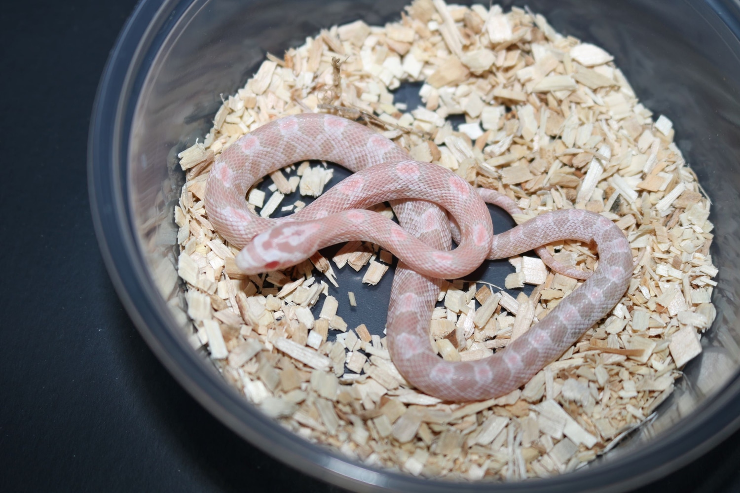 Pink Coral Snow Corn Snake by Wards World Of Reptile Propagation ...