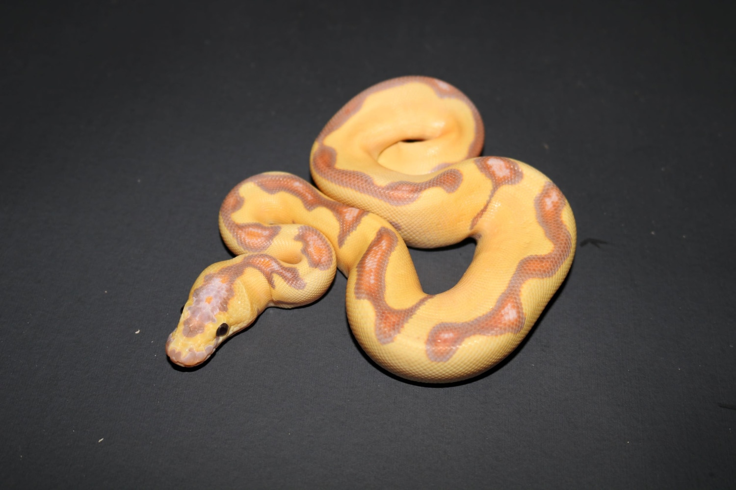 Banana Enchi Clown Ball Python by Wards World Of Reptile Propagation ...