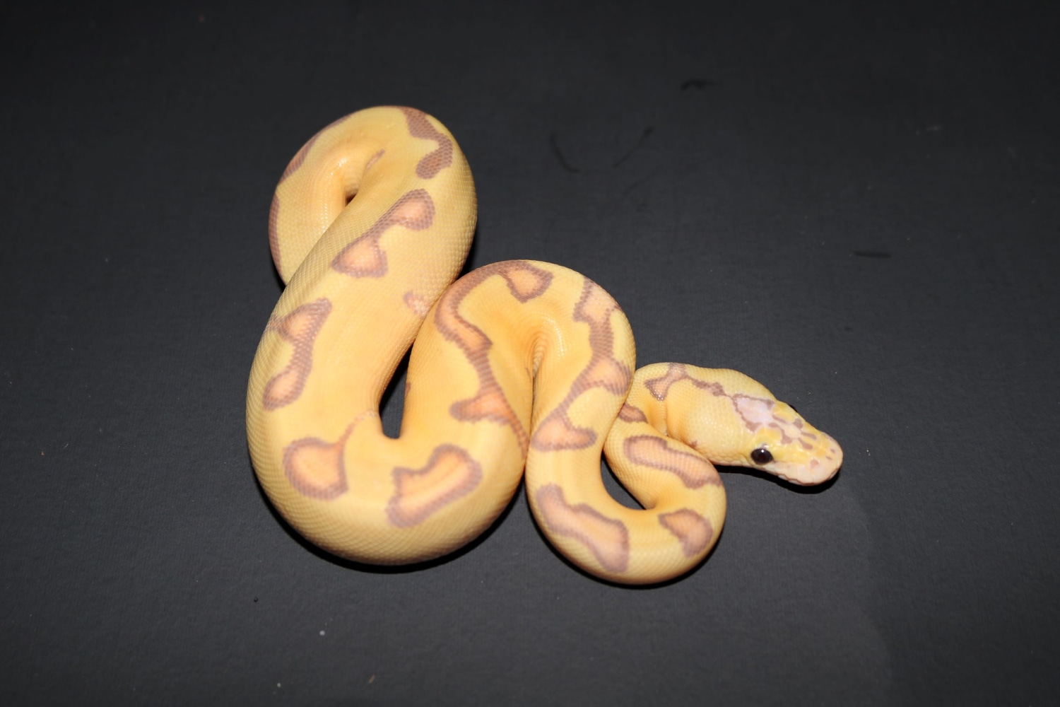Banana Pastel Enchi Clown Ball Python by Wards World Of Reptile ...