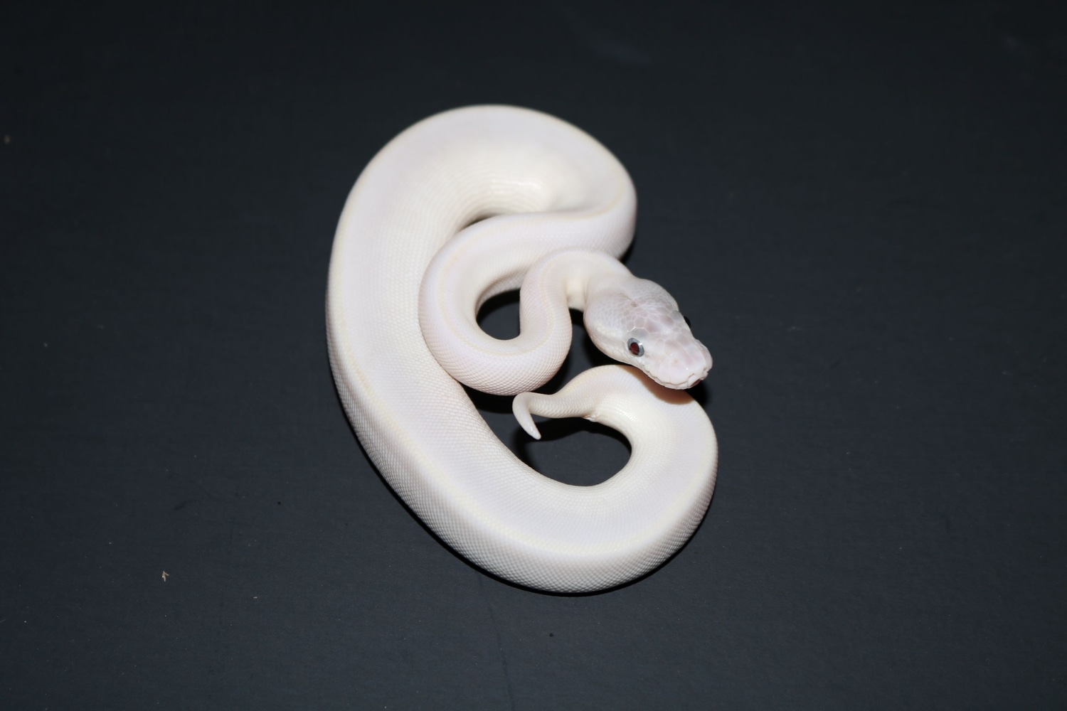 Super Mojave (BEL) Ball Python by Wards World Of Reptile Propagation ...