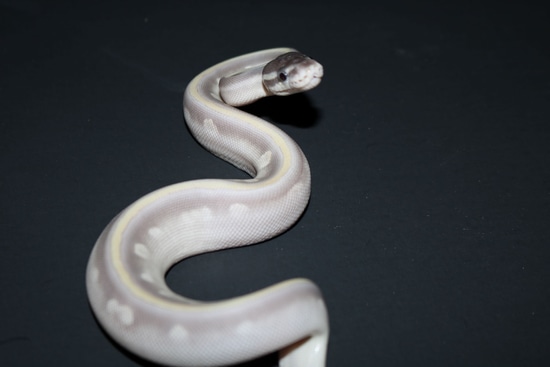 Purple Passion Ball Python by Wards World Of Reptile Propagation