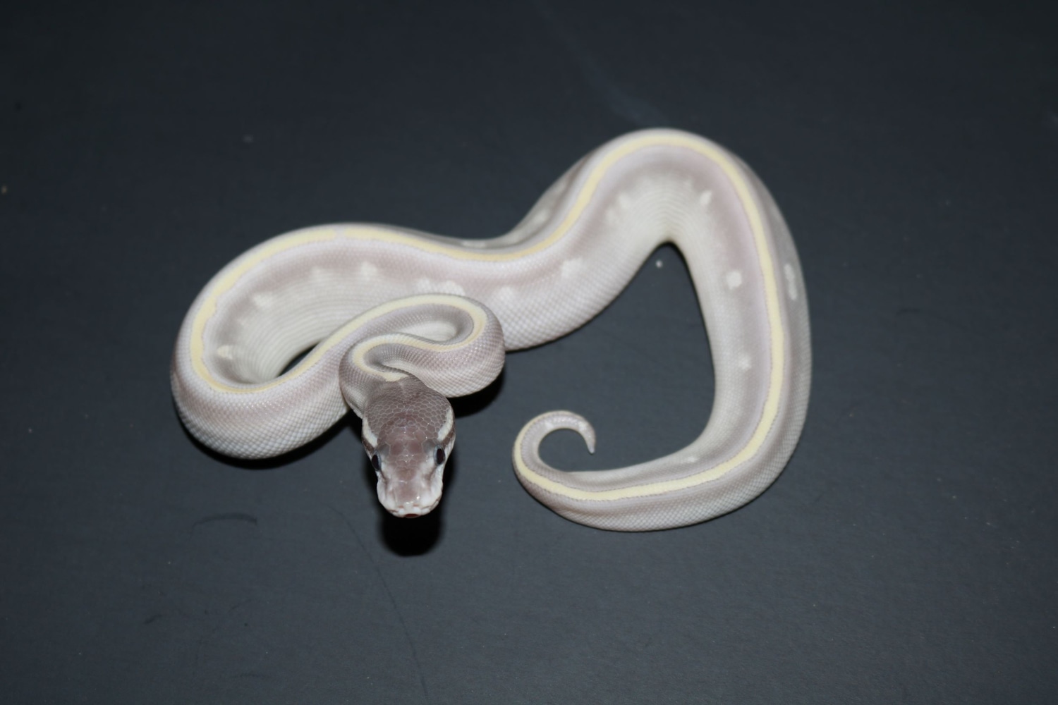 Purple Passion Ball Python by Wards World Of Reptile Propagation ...