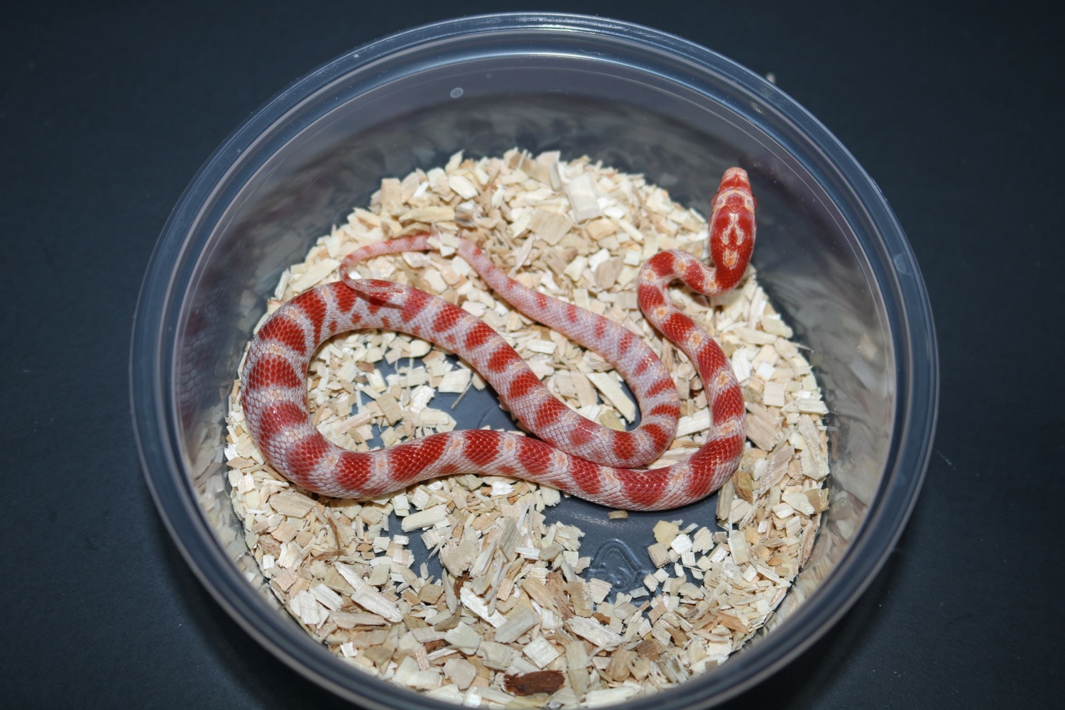 Candy Cane Corn Snake by Wards World Of Reptile Propagation - MorphMarket