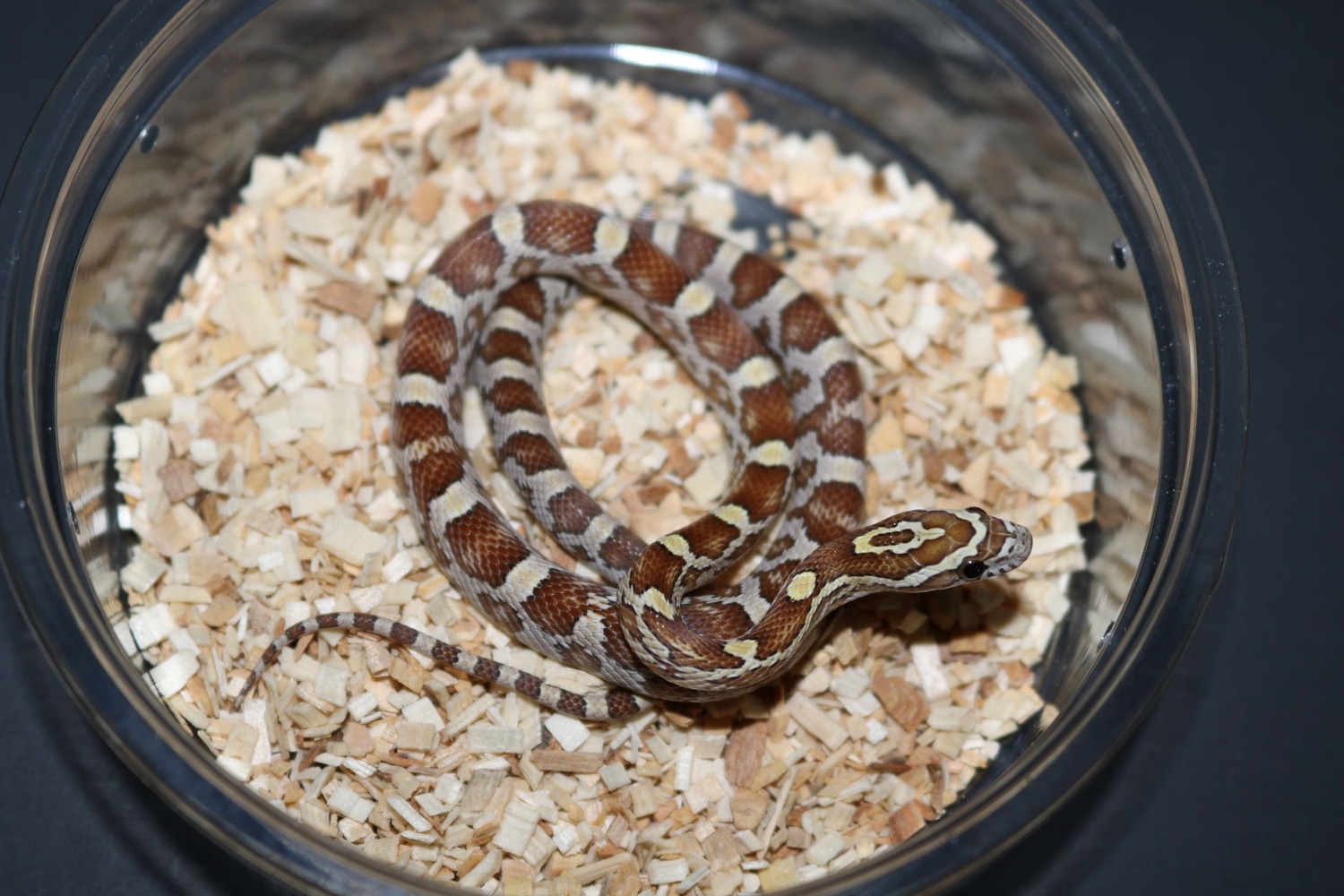 Amber Corn Snake by Wards World Of Reptile Propagation - MorphMarket