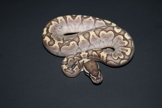 Bamboo Possible Het Ultramel Ball Python by Wards World Of Reptile ...