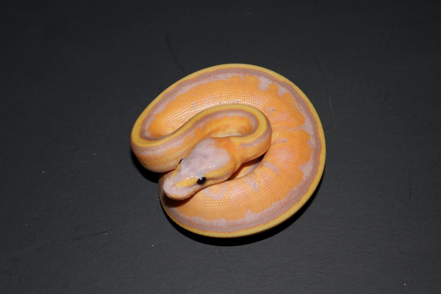 Banana Genetic Stripe Ball Python by Wards World Of Reptile Propagation ...