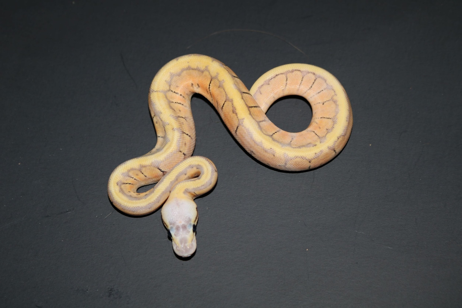 Orange Dream Sherbert Fly Ball Python by Wards World Of Reptile ...