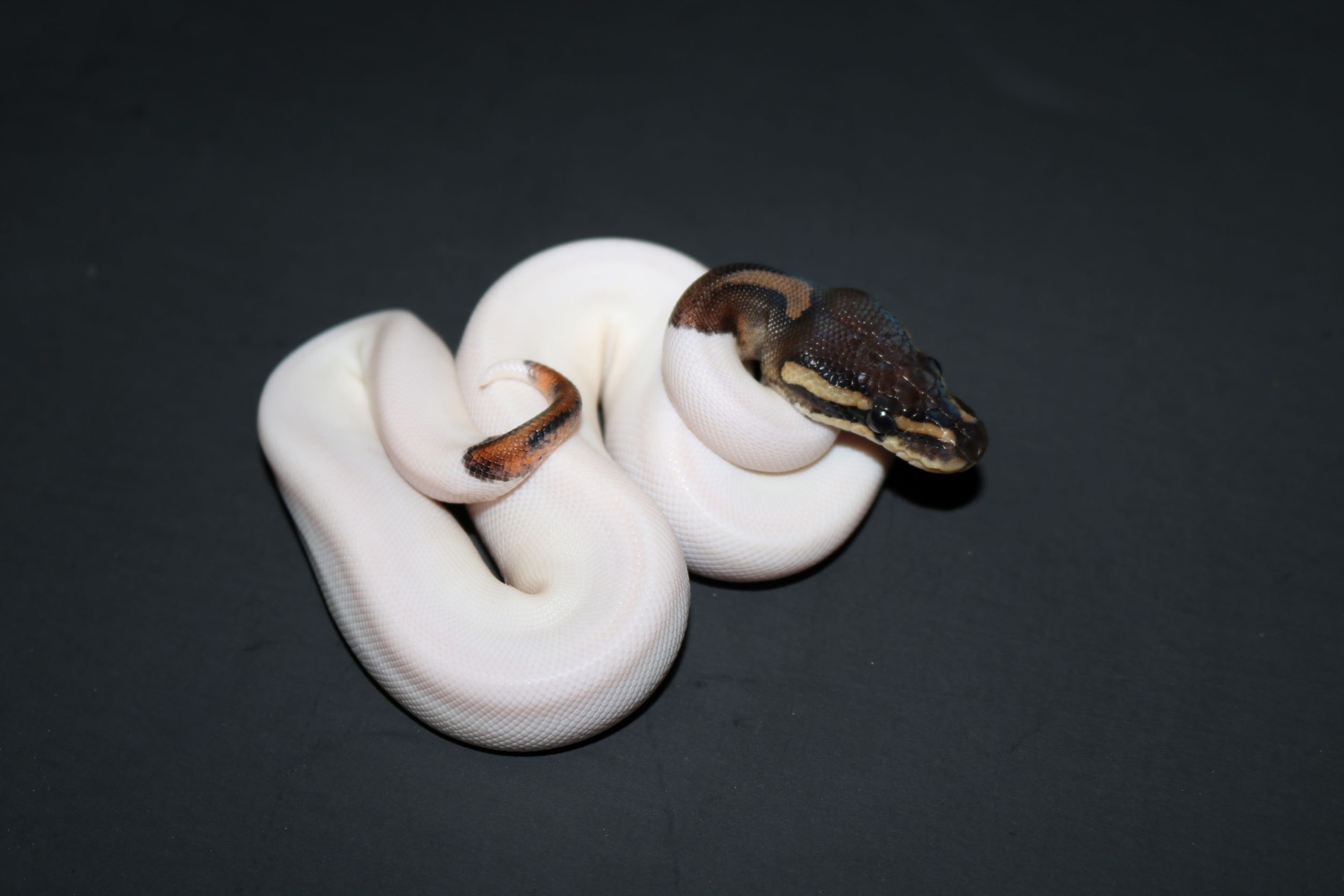 Black Pastel Pied Ball Python by Wards World Of Reptile Propagation ...