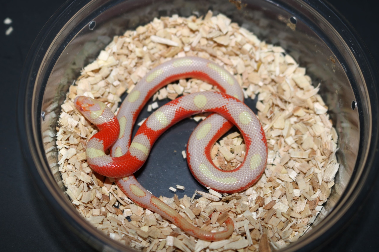 Albino Splotched Nelson's Milk Snake by Wards World Of Reptile ...