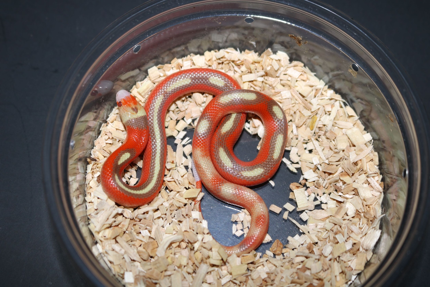 T+ Splotched Nelson's Milk Snake by Wards World Of Reptile Propagation ...