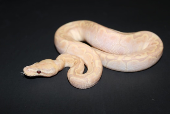 Bamboo Ultramel Ball Python by Wards World Of Reptile Propagation