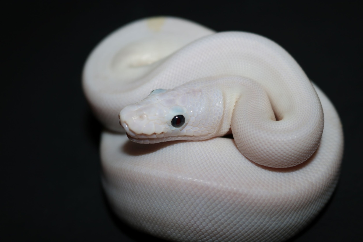 Super Fire Ball Python by Wards World Of Reptile Propagation - MorphMarket