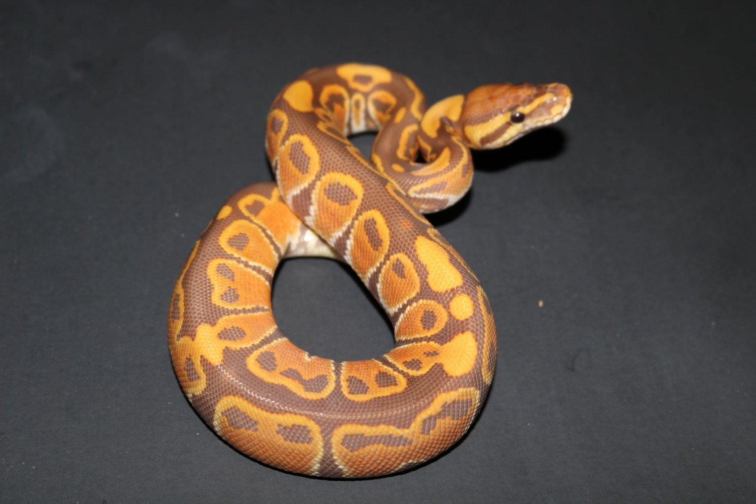 Ultramel Ball Python by Wards World Of Reptile Propagation - MorphMarket