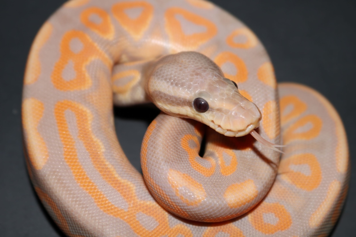 Banana Cinnamon Ball Python by Wards World Of Reptile Propagation ...