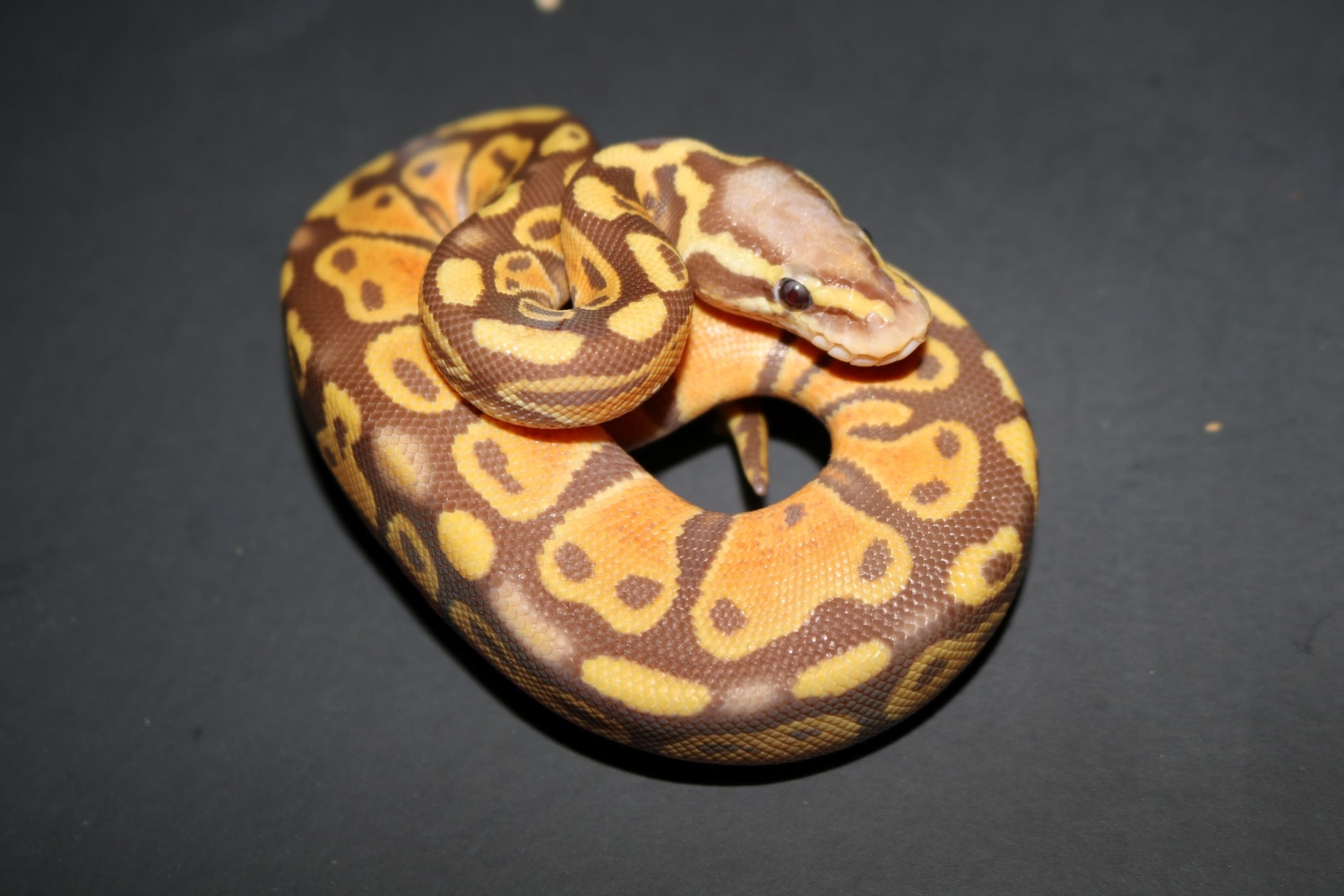 Pastel Ultramel Ball Python by Wards World Of Reptile Propagation ...