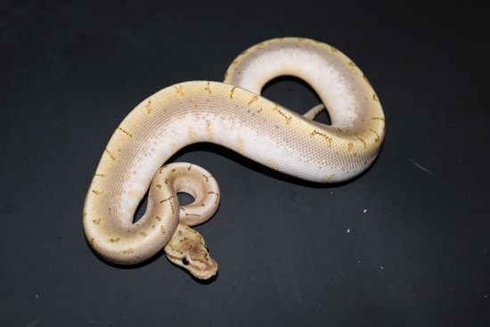 Bamboo Pinstripe Woma Ball Python by Wards World Of Reptile Propagation