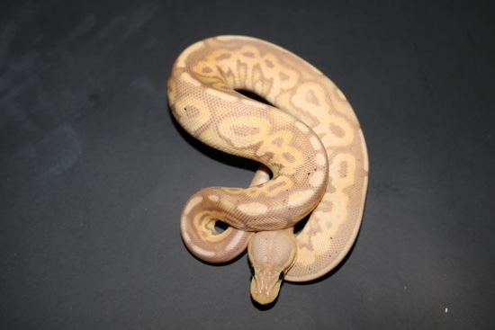 Banana Cinnamon Het G Stripe Ball Python by Wards World Of Reptile ...