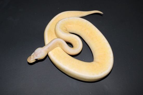 Banana Lemon Blast Ball Python by Wards World Of Reptile Propagation