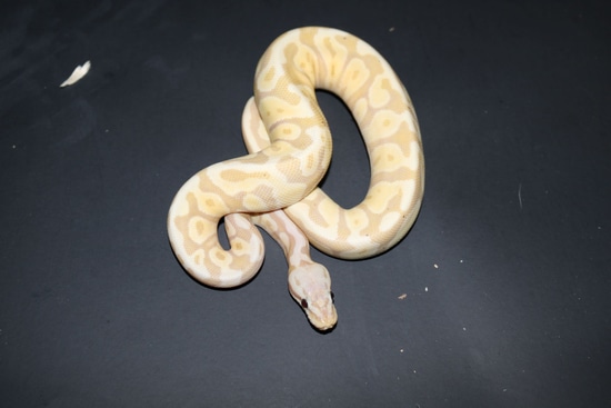 Banana Firefly Ball Python by Wards World Of Reptile Propagation