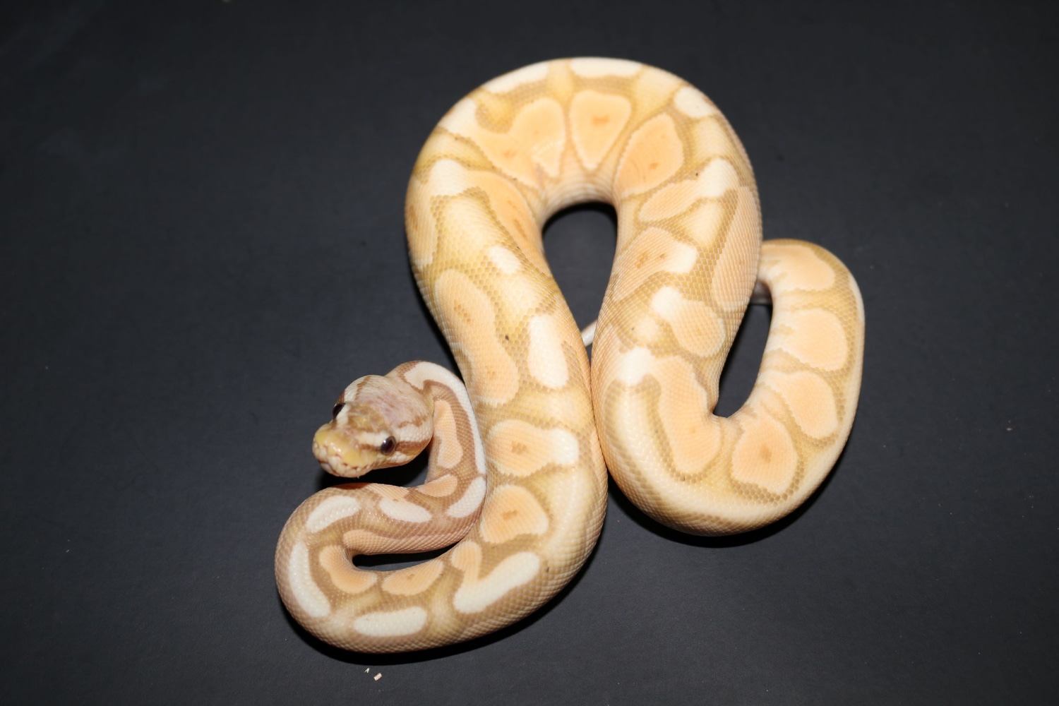 Banana Pewter Enchi Ball Python by Wards World Of Reptile Propagation ...