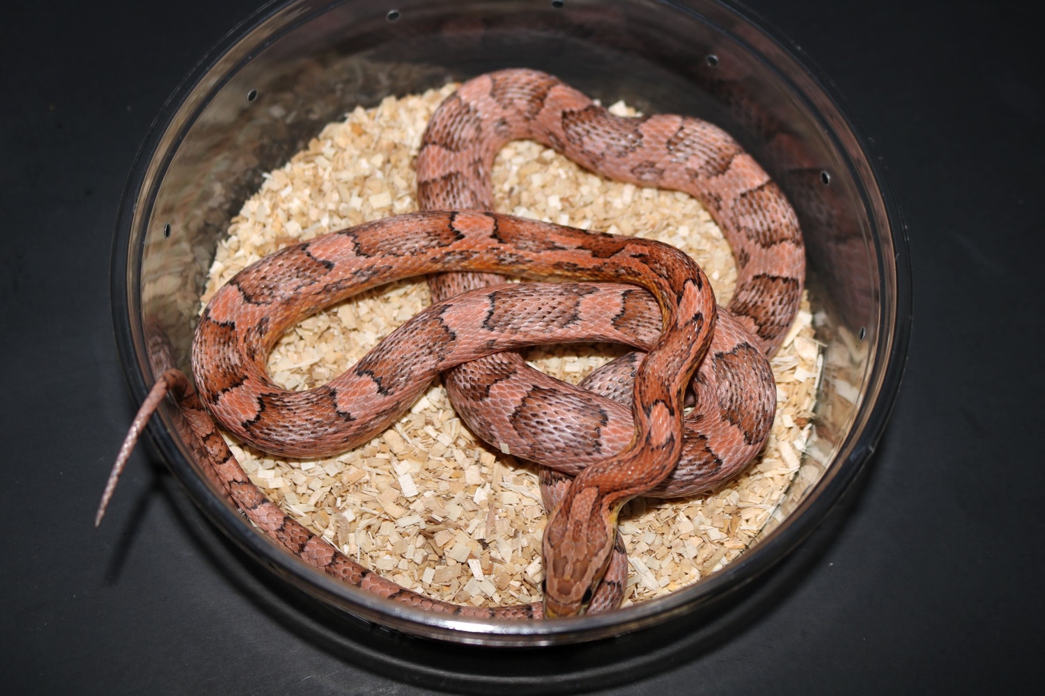 Coral Ghost Corn Snake by Wards World Of Reptile Propagation - MorphMarket