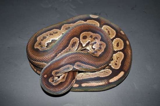 Cinnamon Vpi Axanthic Ball Python by Wards World Of Reptile Propagation