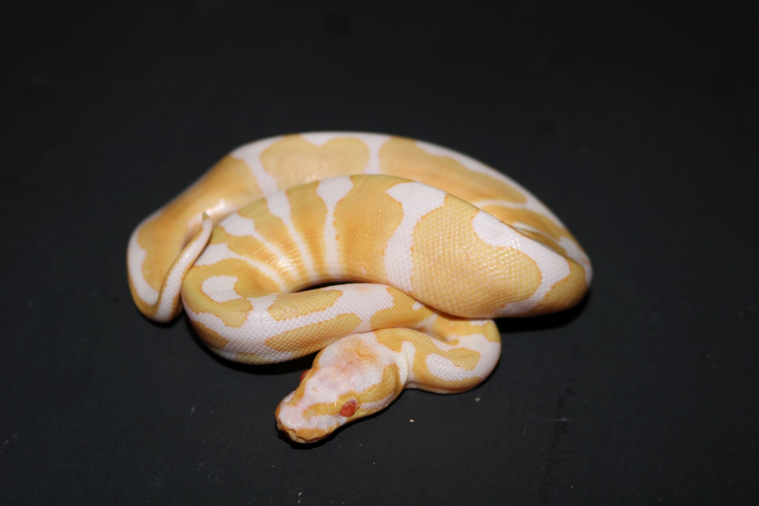 Albino Het Pied Ball Python by Wards World Of Reptile Propagation ...