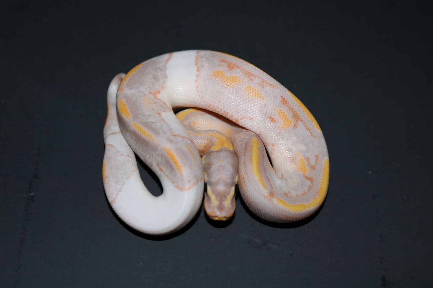 Banana Pied Ball Python by Wards World Of Reptile Propagation - MorphMarket