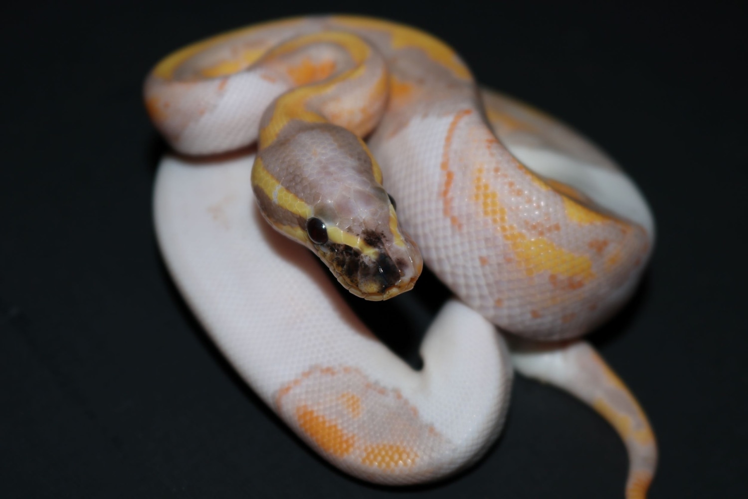 Banana Pied Paradox Ball Python by Wards World Of Reptile Propagation ...
