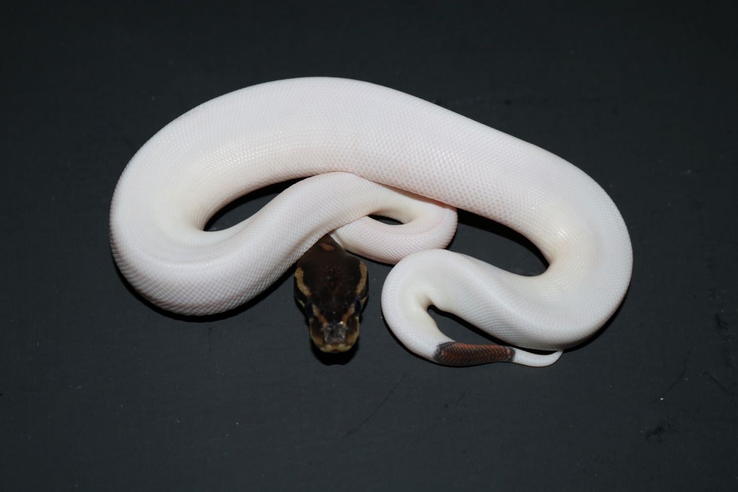 Black Pastel Pied Ball Python by Wards World Of Reptile Propagation ...