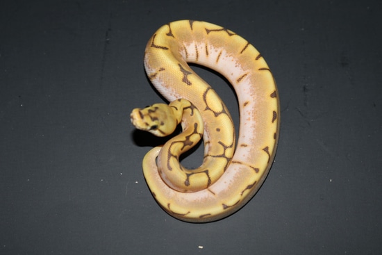 Honey Bee Ball Python by Wards World Of Reptile Propagation
