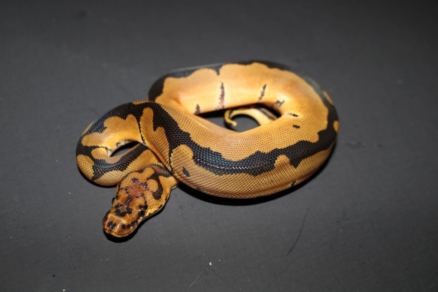 Enchi Clown Ball Python by Wards World Of Reptile Propagation - MorphMarket