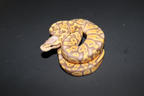 Pastel Ultramel Ball Python by Wards World Of Reptile Propagation