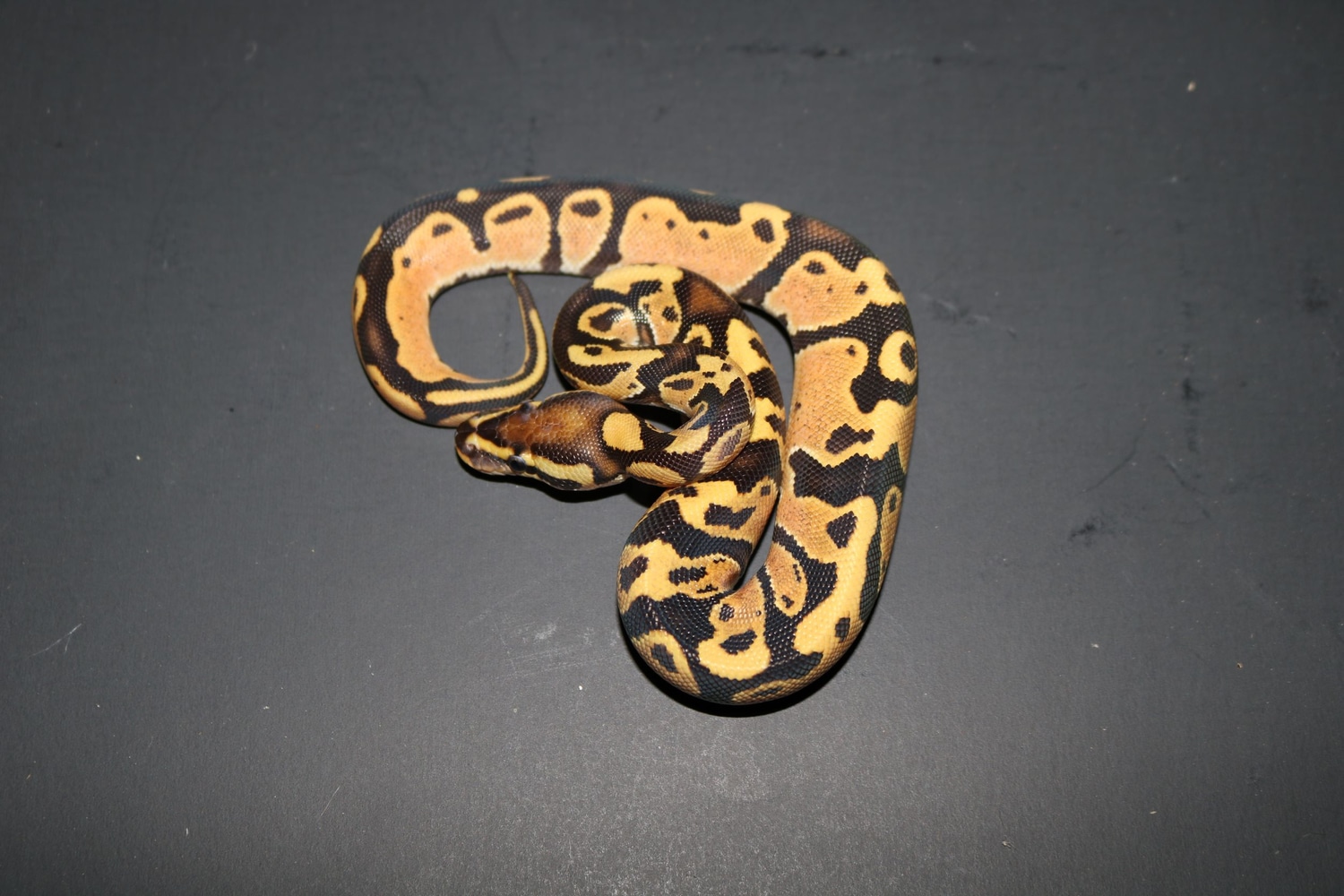 Fire Orange Dream Ball Python by Wards World Of Reptile Propagation ...