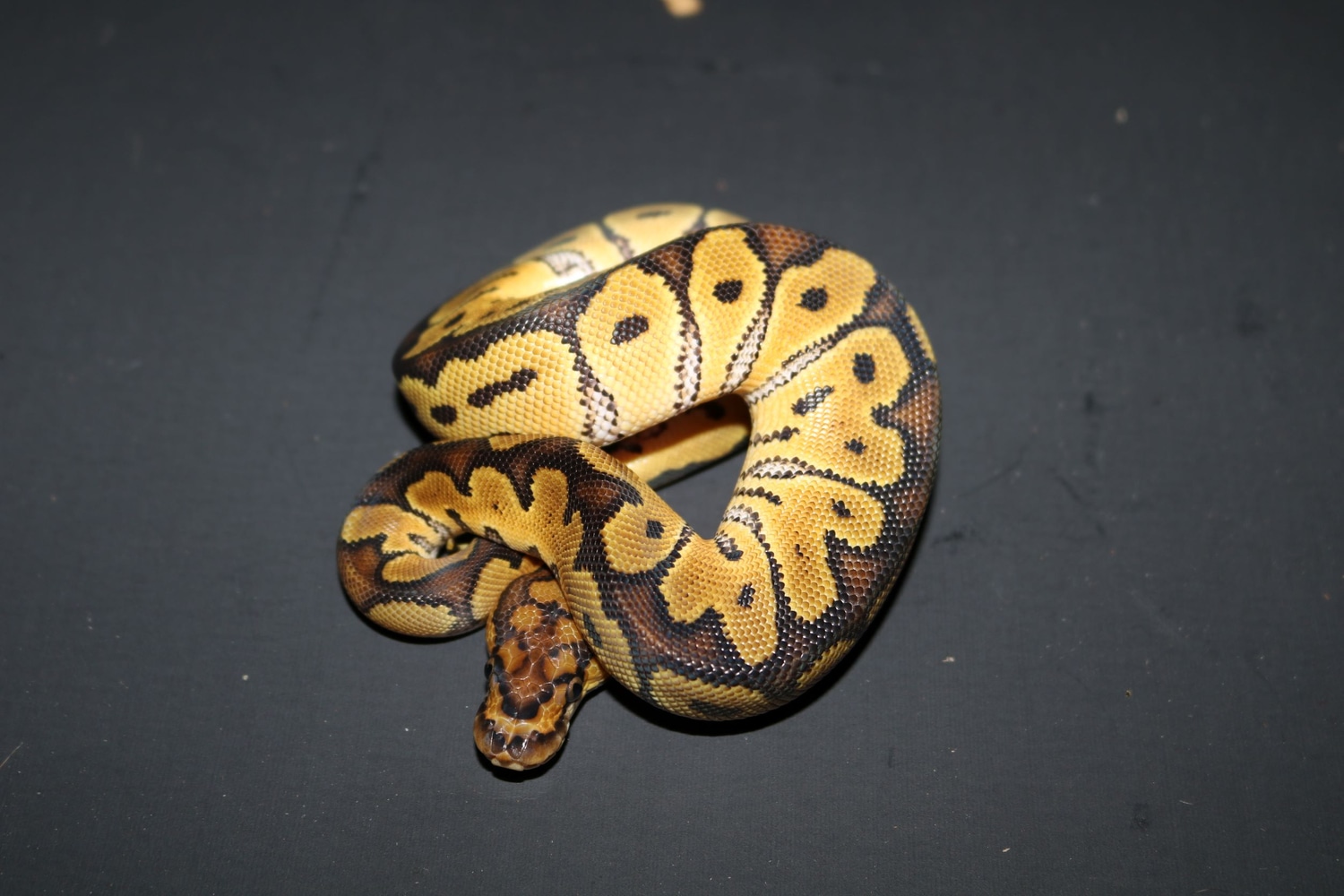 Clown Ball Python by Wards World Of Reptile Propagation - MorphMarket