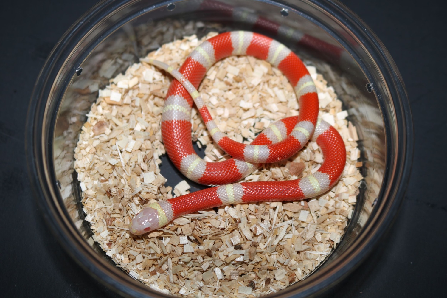Albino Het Splotched Nelson's Milk Snake by Wards World Of Reptile ...